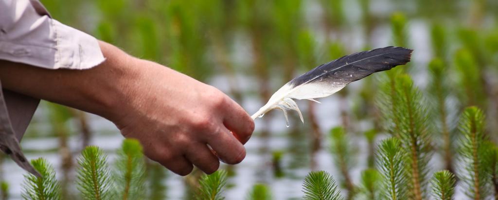 Creating a Feather Map to track waterbirds and inform water resource management | ANSTO